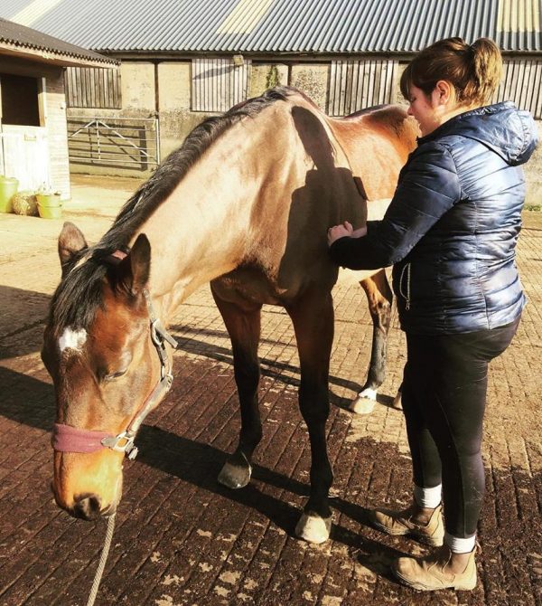 Equine Veterinary Physiotherapy - Herts Horses